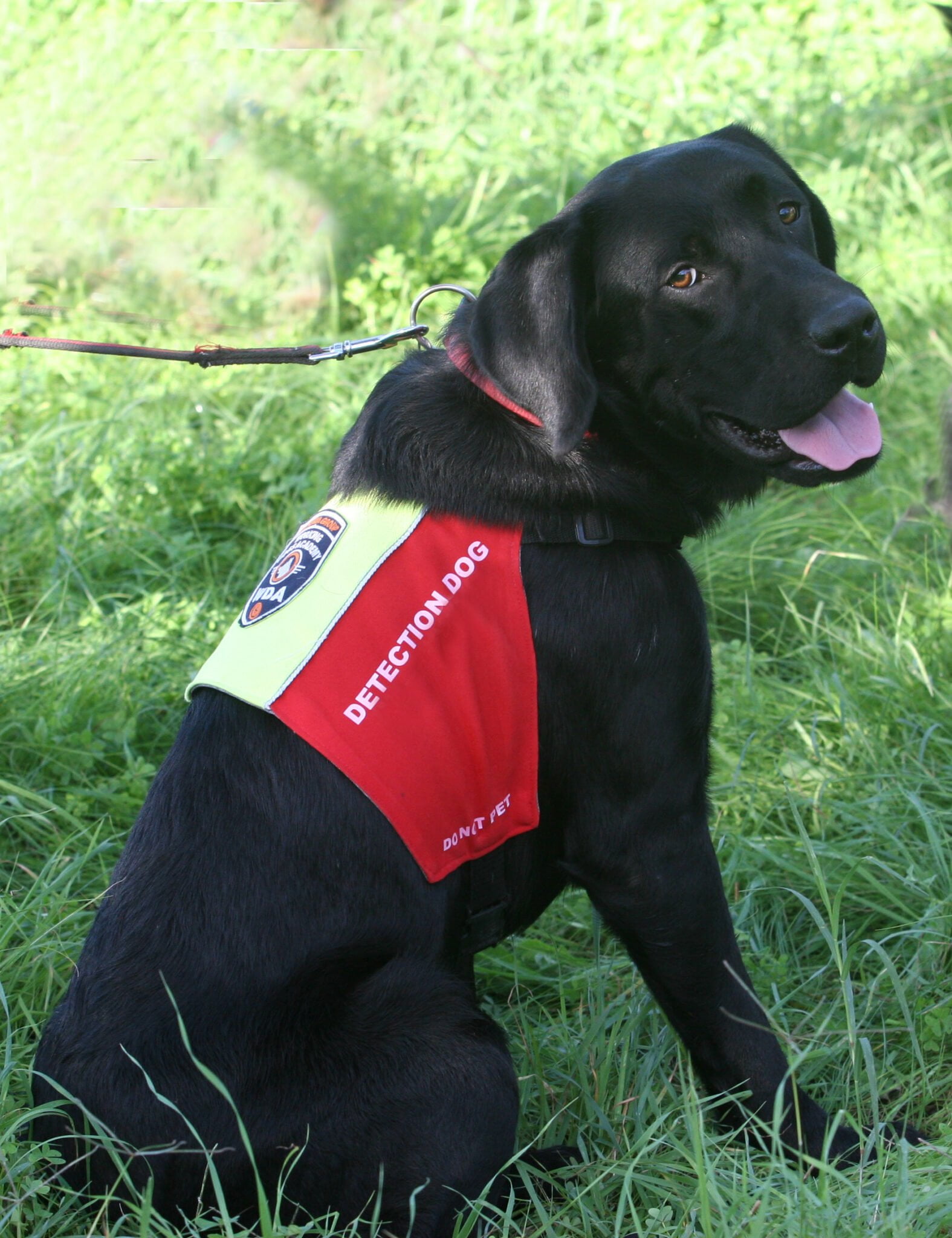 Accelerants Detection Dogs – WDA